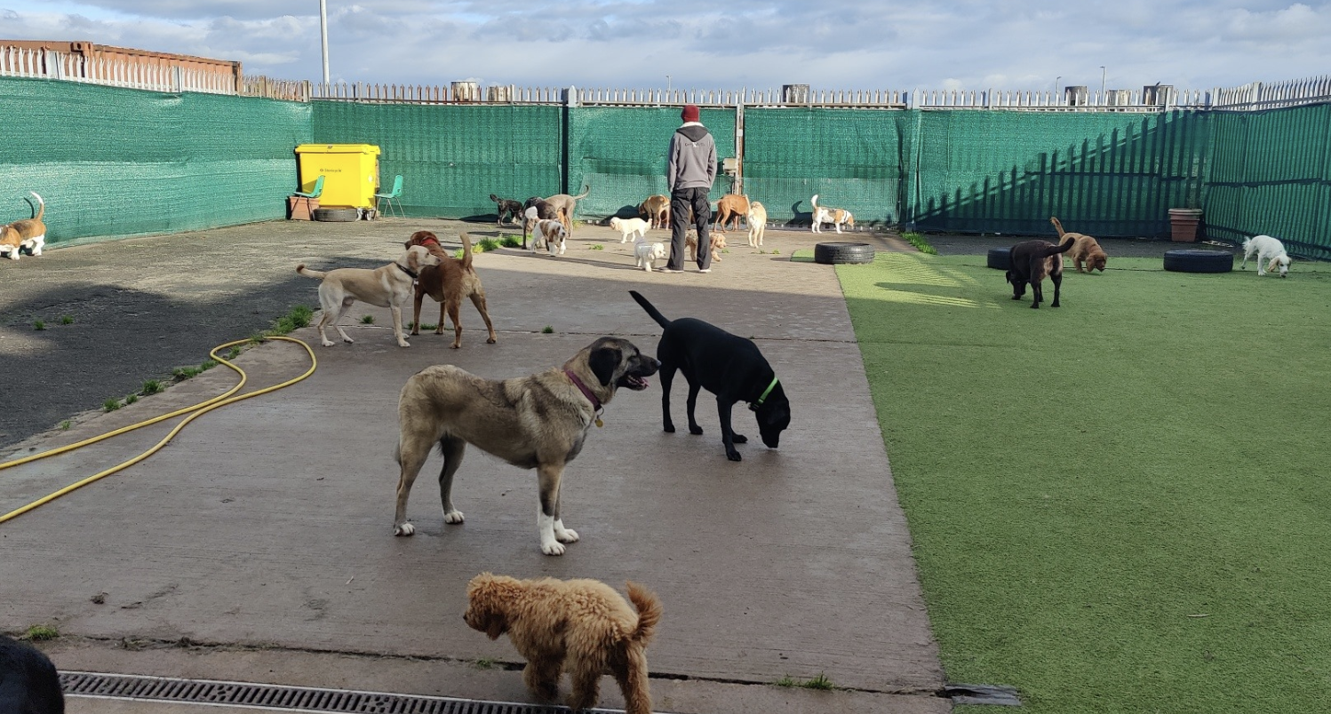 Going Mutts' Transformation with Revelation Pets